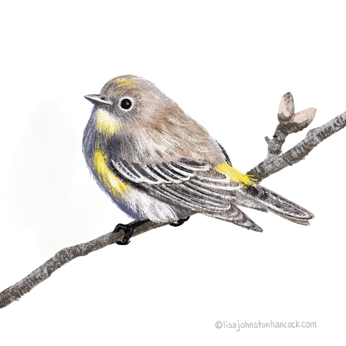 30 Birds – Lisa Johnston Hancock