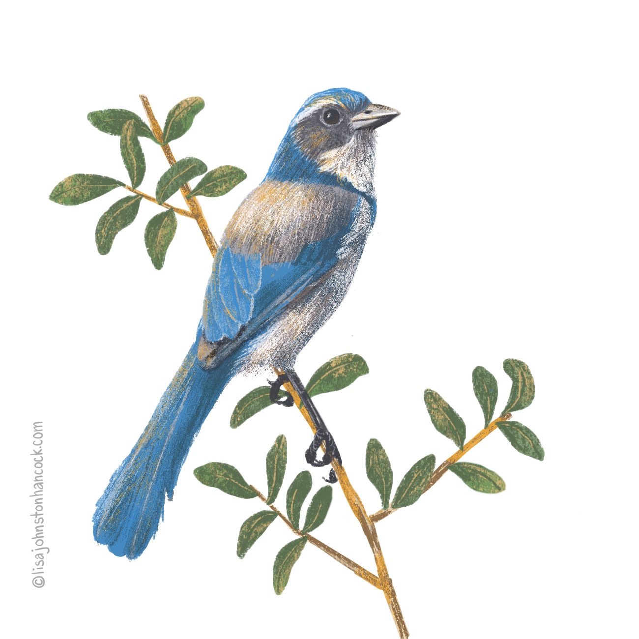 30 Birds – Lisa Johnston Hancock
