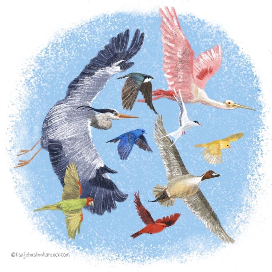 30 Birds – Lisa Johnston Hancock