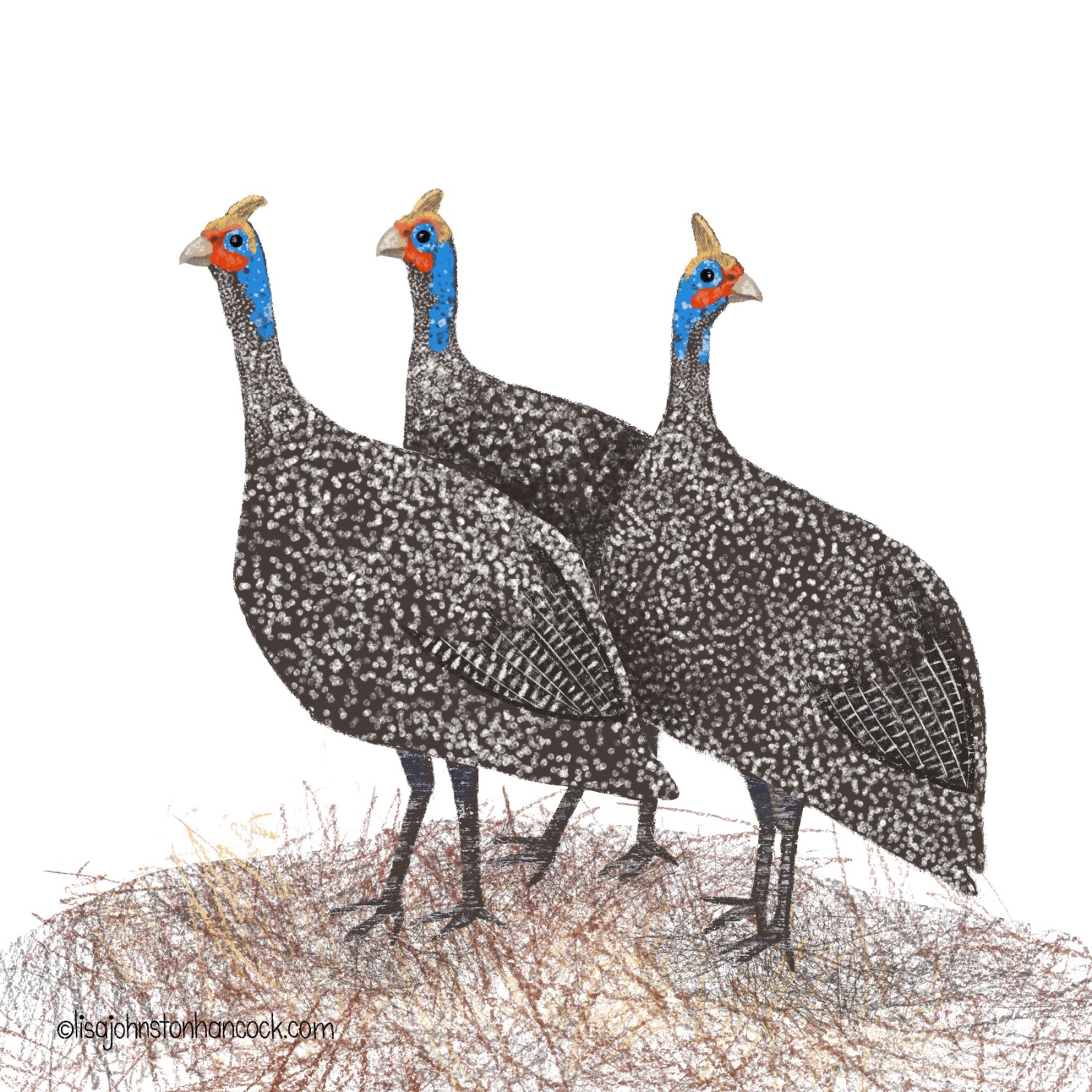 30 Birds – Lisa Johnston Hancock