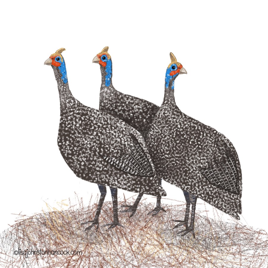 30 Birds – Lisa Johnston Hancock